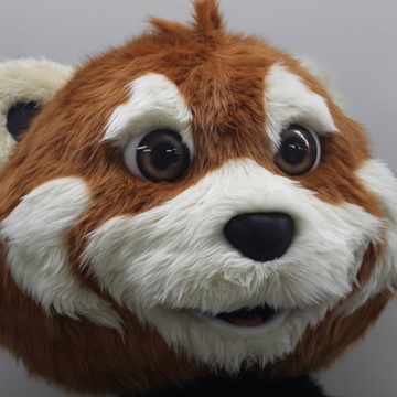 MASKOT | RED RACCOON